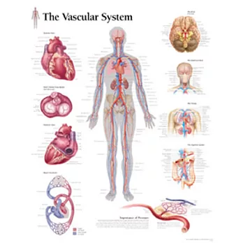 博客來-The Vascular System, Paper Chart