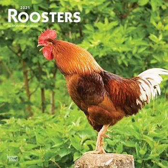 博客來-Roosters 2021 Square