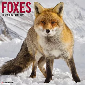 博客來-Foxes 2021 Wall Calendar