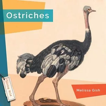 博客來-Ostriches
