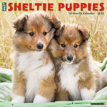 博客來-Just Sheltie Puppies 2025 12 X 12 Wall Calendar