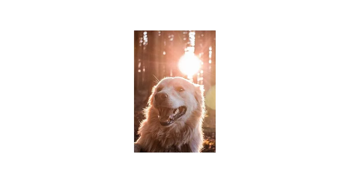 博客來-Golden Retriever Dog Pup Puppy Doggie Notebook Bullet Journal Diary ...